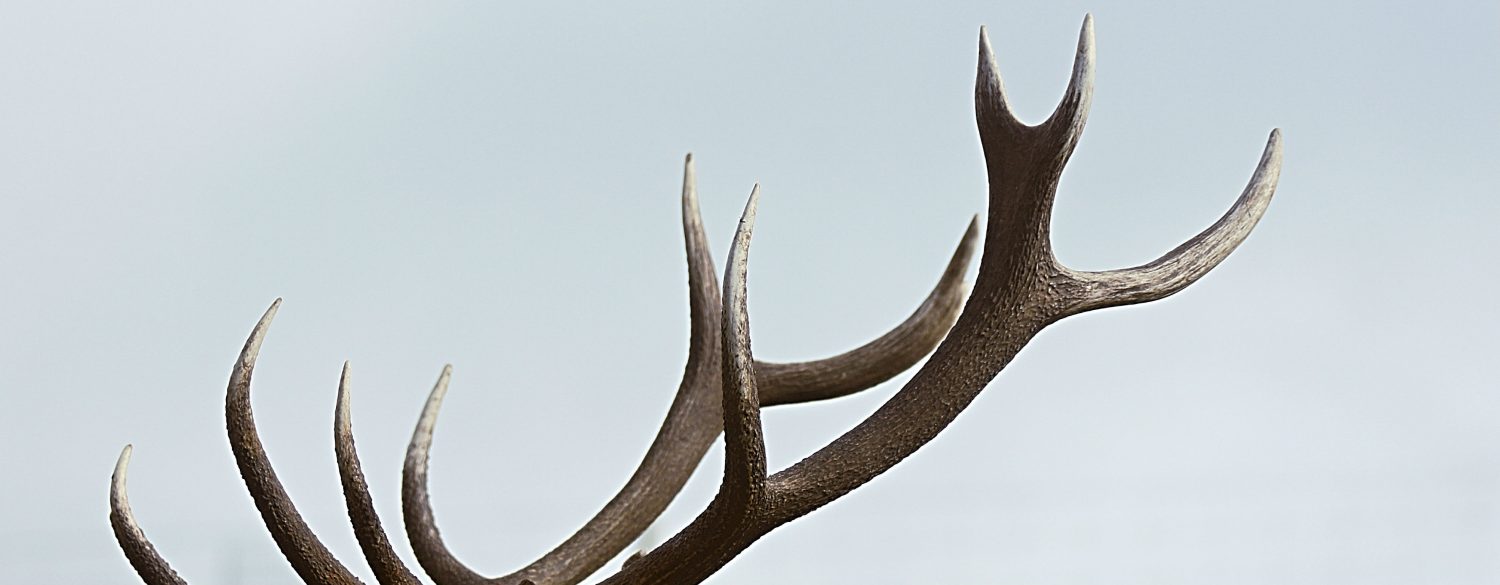Are Antlers Safe For Dogs Healthcare For Pets